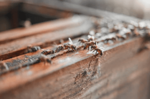 Bee Removal Mount Gravatt 4122 - Local Bee Swarm Removal Service